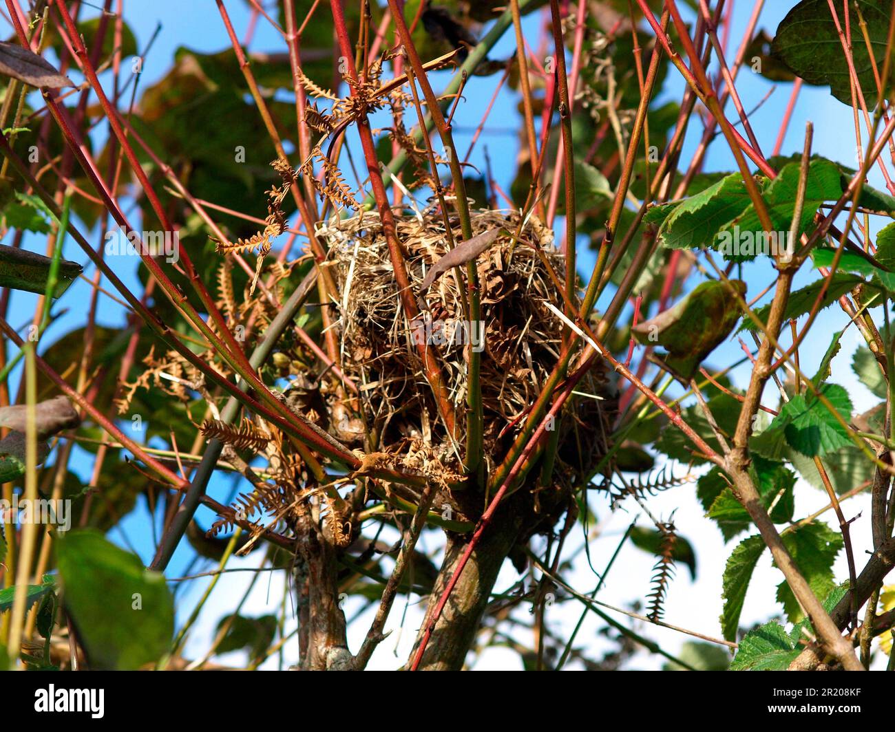 Hazel Dormouse (Muscardinus avellanarius) nest, on European Spindle ...