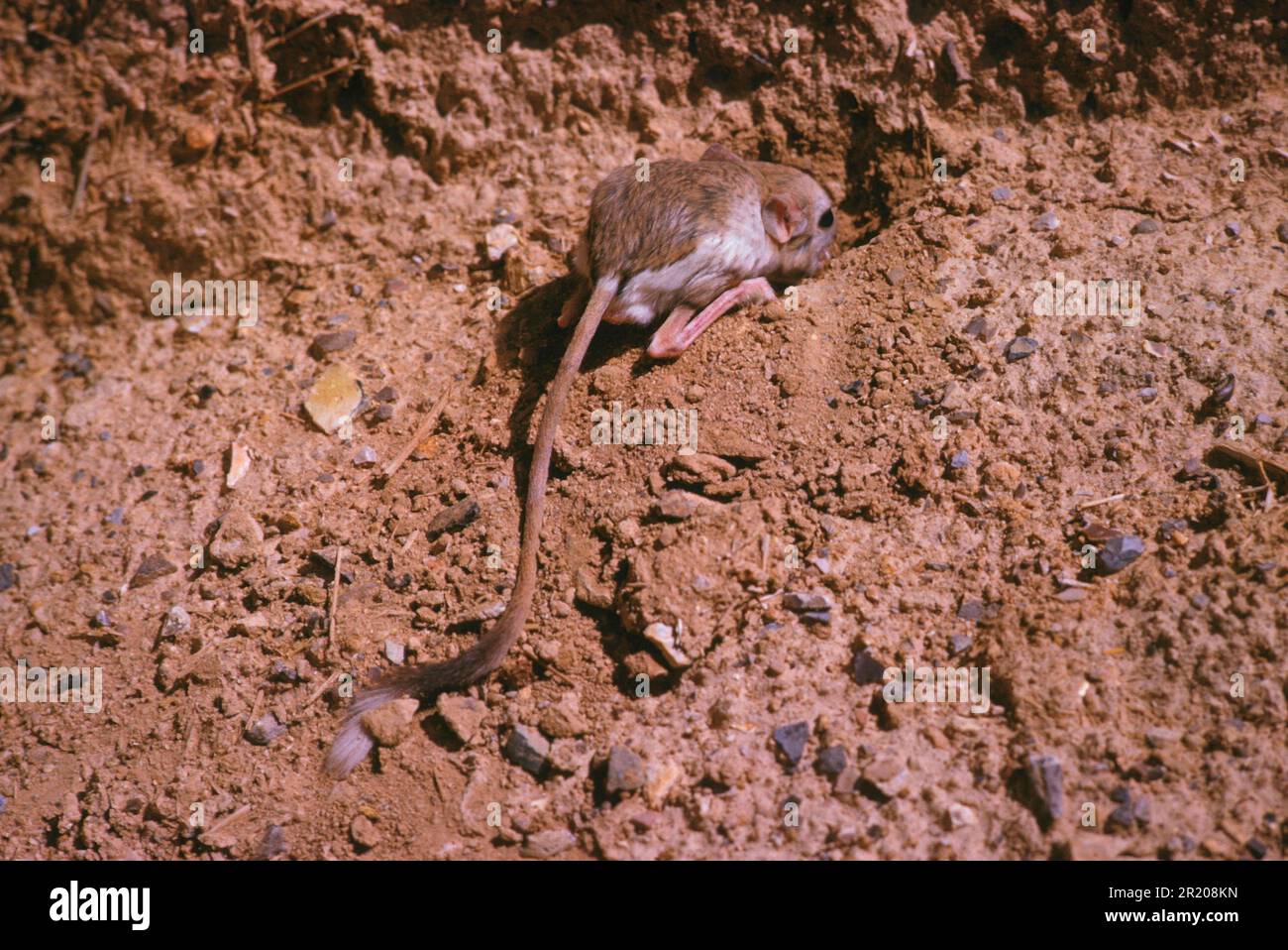 Lesser egyptian jerboa (Jaculus jaculus), Little desert jumping mice ...