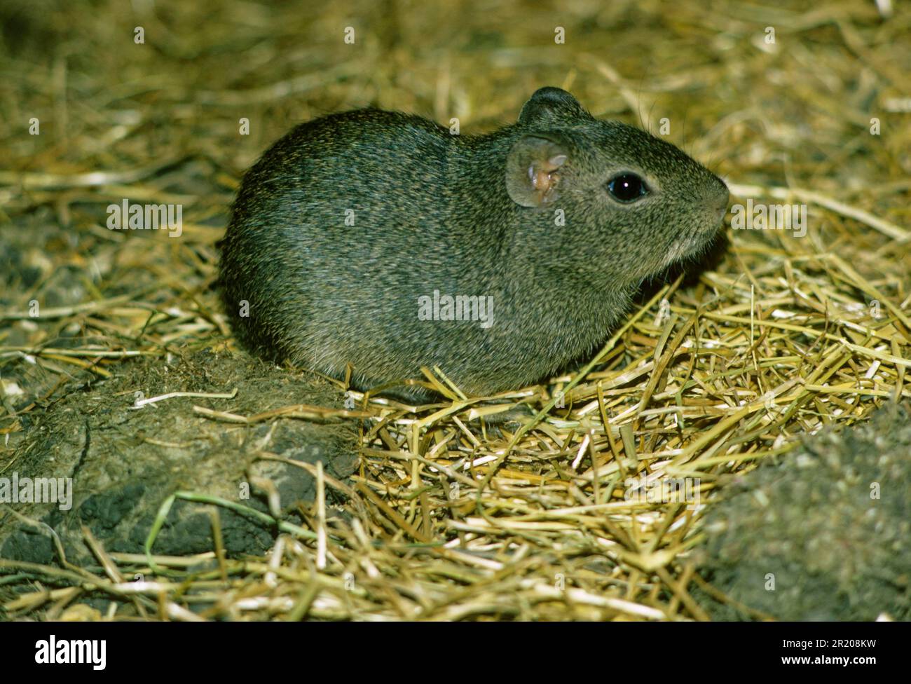 Galea musteloides hi-res stock photography and images - Alamy