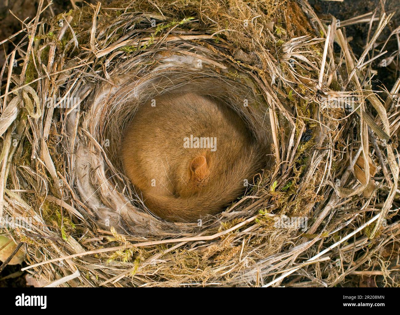 Hazel Dormouse (Muscardinus avellanarius), hazel dormice, Dormice ...