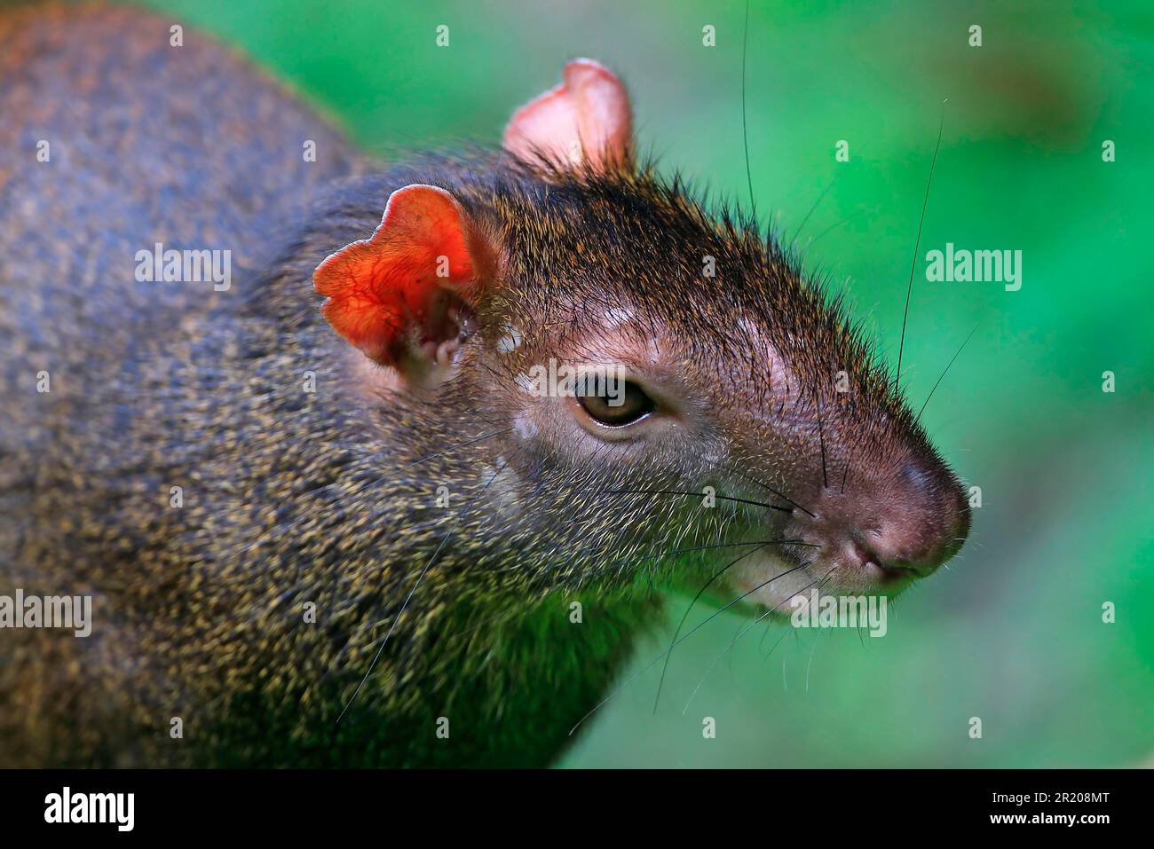 Red-rumped Agouti (Dasyprocta leporina) adult, close-up of head ...