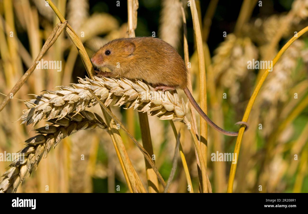 Dwarf Mouse, eurasian harvest mice (Micromys minutus), Dwarf Mice, Mice ...