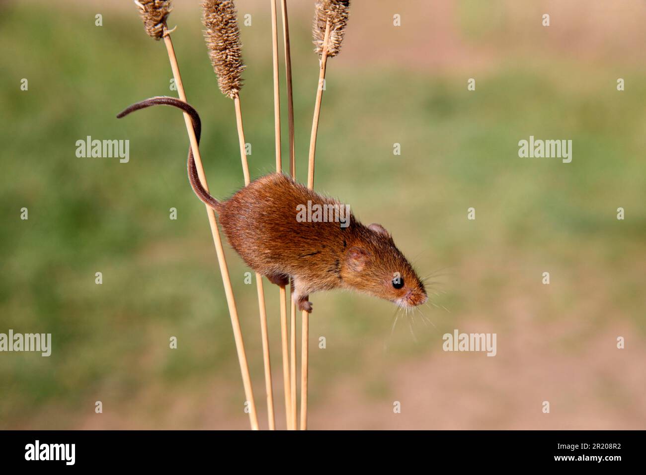 Harvest Mouse (Micromys minutus) adult, climbing on stems, Midlands ...