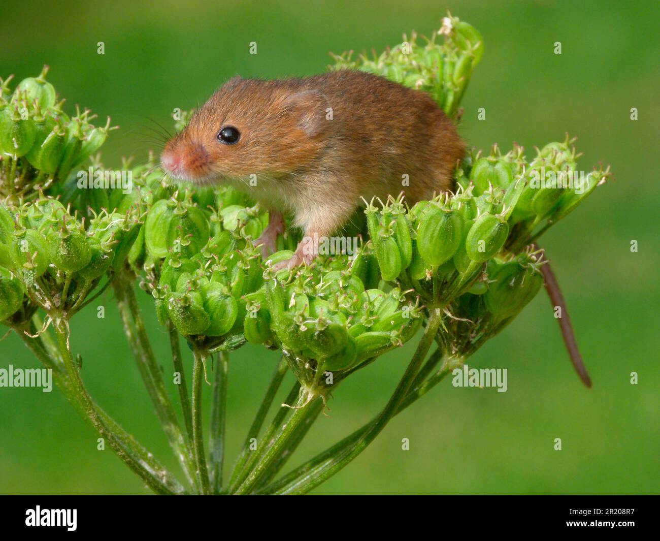 Dwarf mouse, eurasian harvest mice (Micromys minutus), Mice, Mouse, Rodents, Mammals, Animals ...