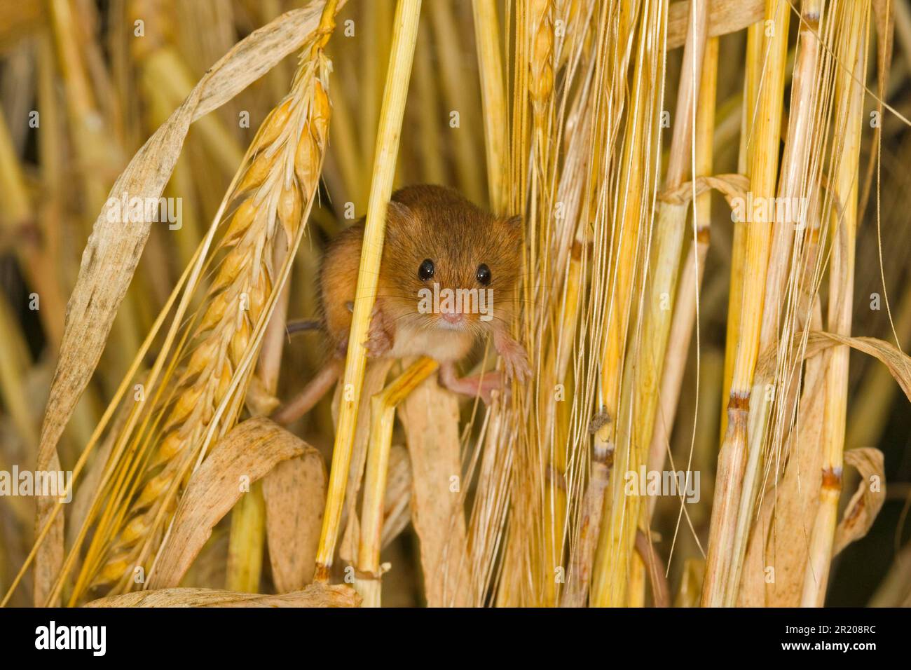 Dwarf Mouse, eurasian harvest mice (Micromys minutus), Dwarf Mice, Mice ...