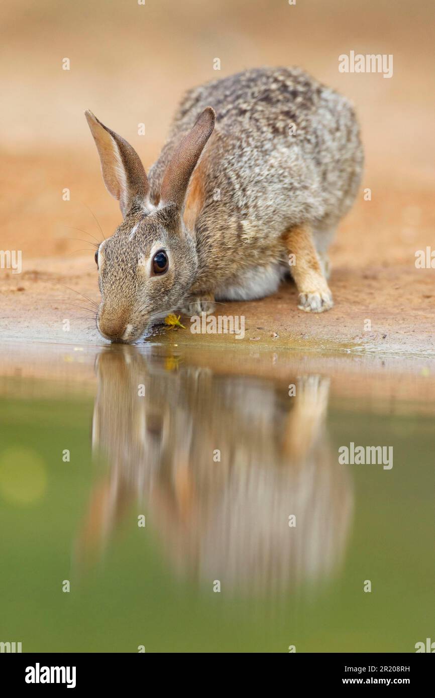 Florida cottontail rabbit, eastern cottontail (Sylvilagus floridanus ...