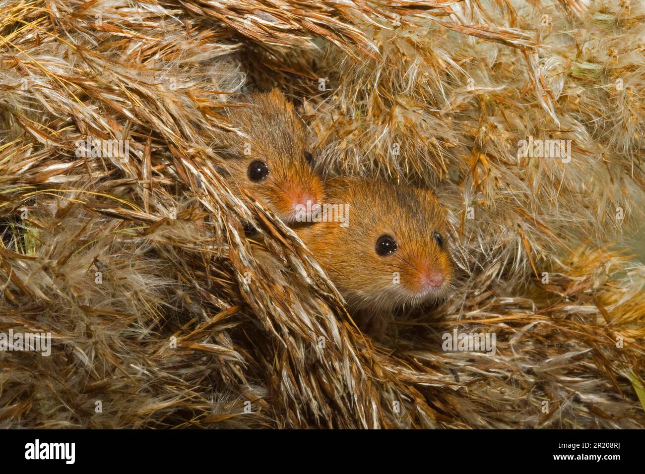 Dwarf Mouse, eurasian harvest mice (Micromys minutus), Mice, Mouse ...