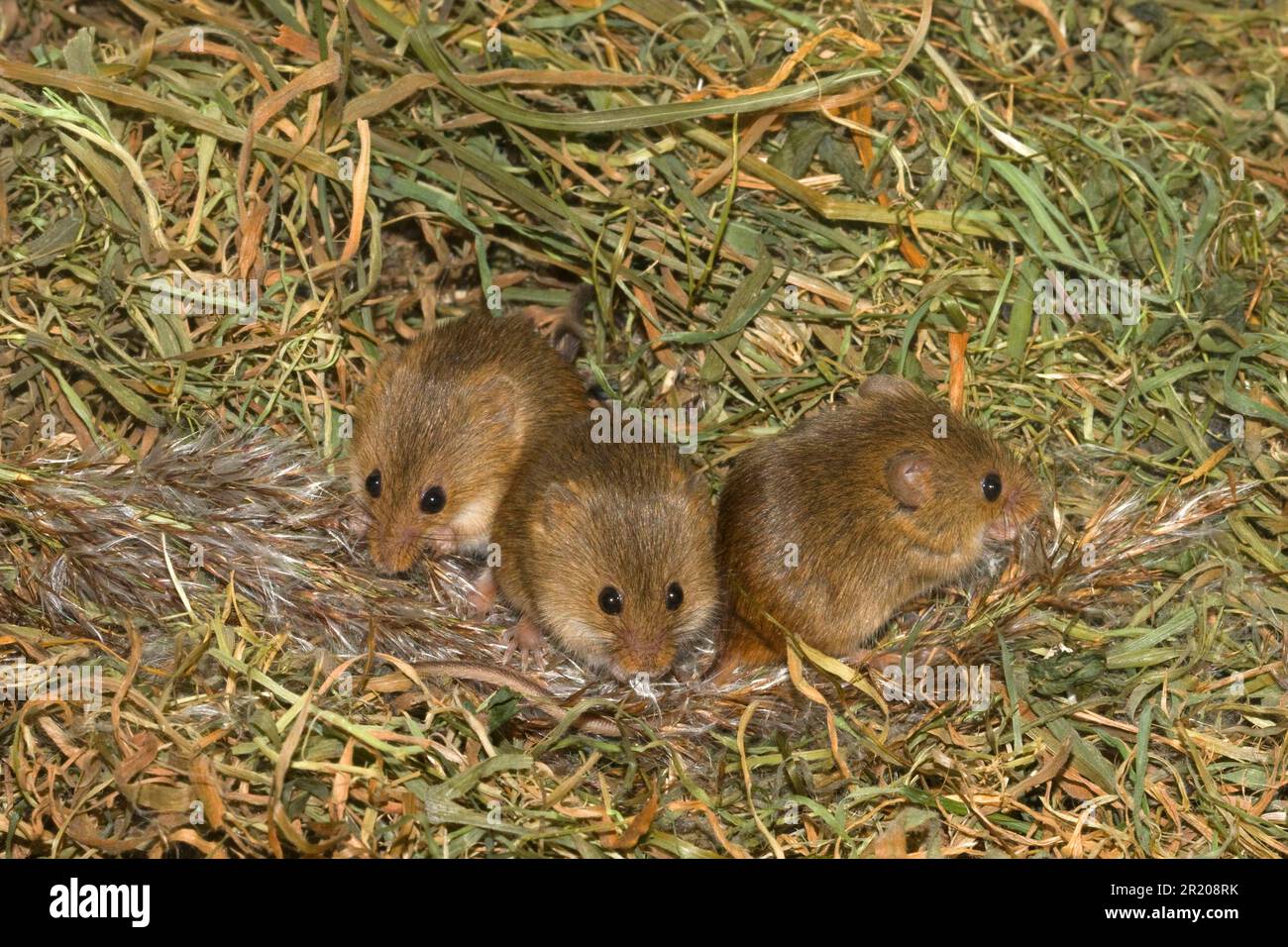 Dwarf Mouse, eurasian harvest mice (Micromys minutus), Dwarf Mice, Mice, Rodents, Mammals ...