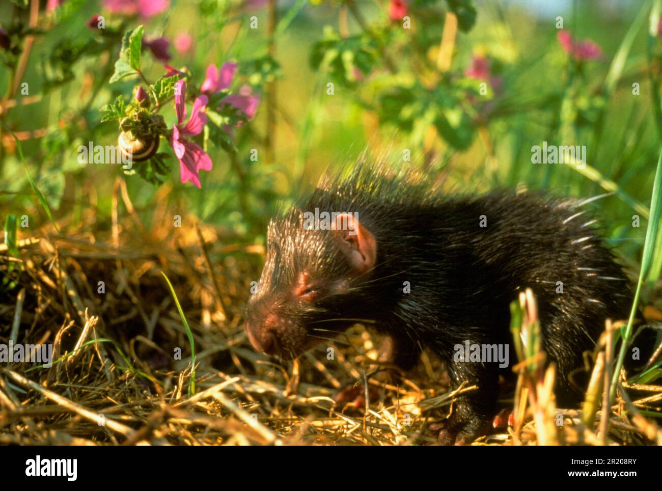 Hystrix cristata young hi-res stock photography and images - Alamy