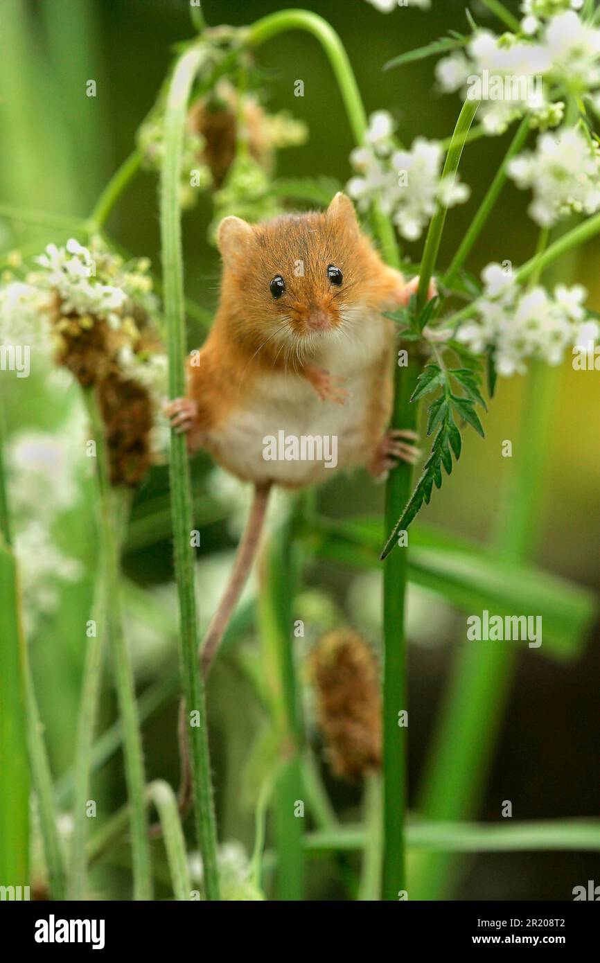Dwarf Mouse, eurasian harvest mice (Micromys minutus), mice, rodents ...