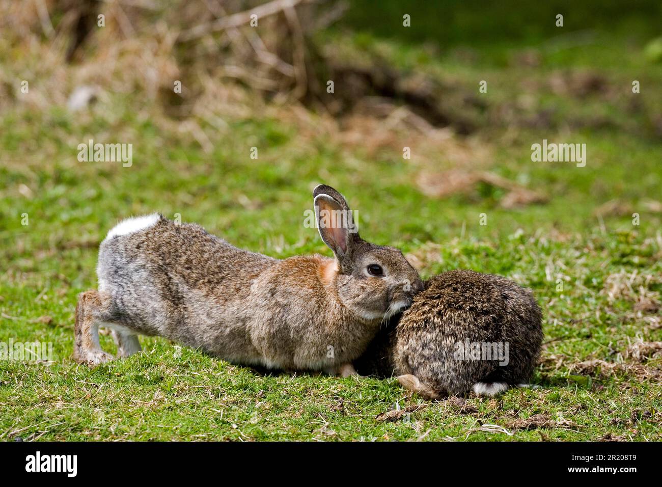 Couple rabbit hi-res stock photography and images - Alamy