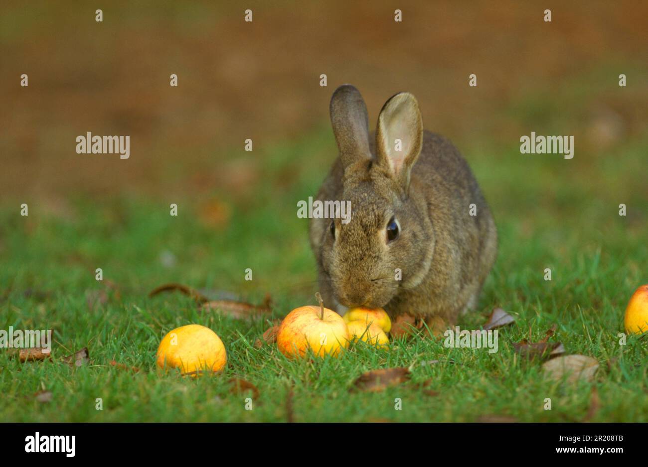 European rabbit (Oryctolagus cuniculus) In the garden eating apples ...