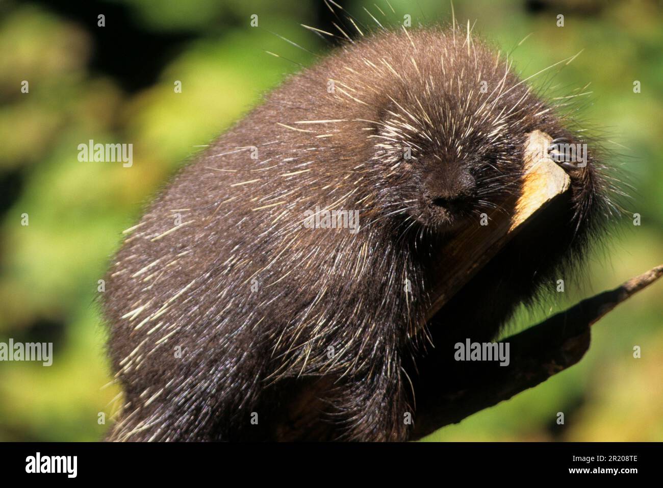 Sumatran porcupine (Hystrix sumatrae), Sumatran Porcupines, Rodents ...