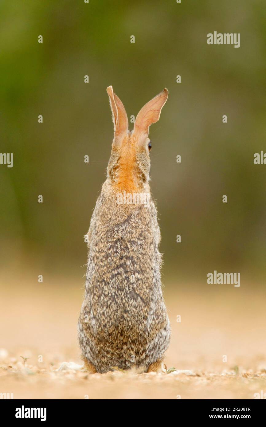 Rabbit rear view hi-res stock photography and images - Alamy