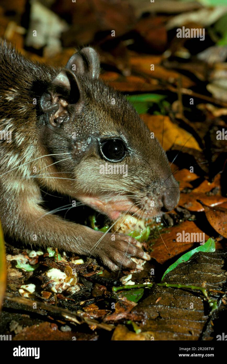 Paca rodent hi-res stock photography and images - Alamy