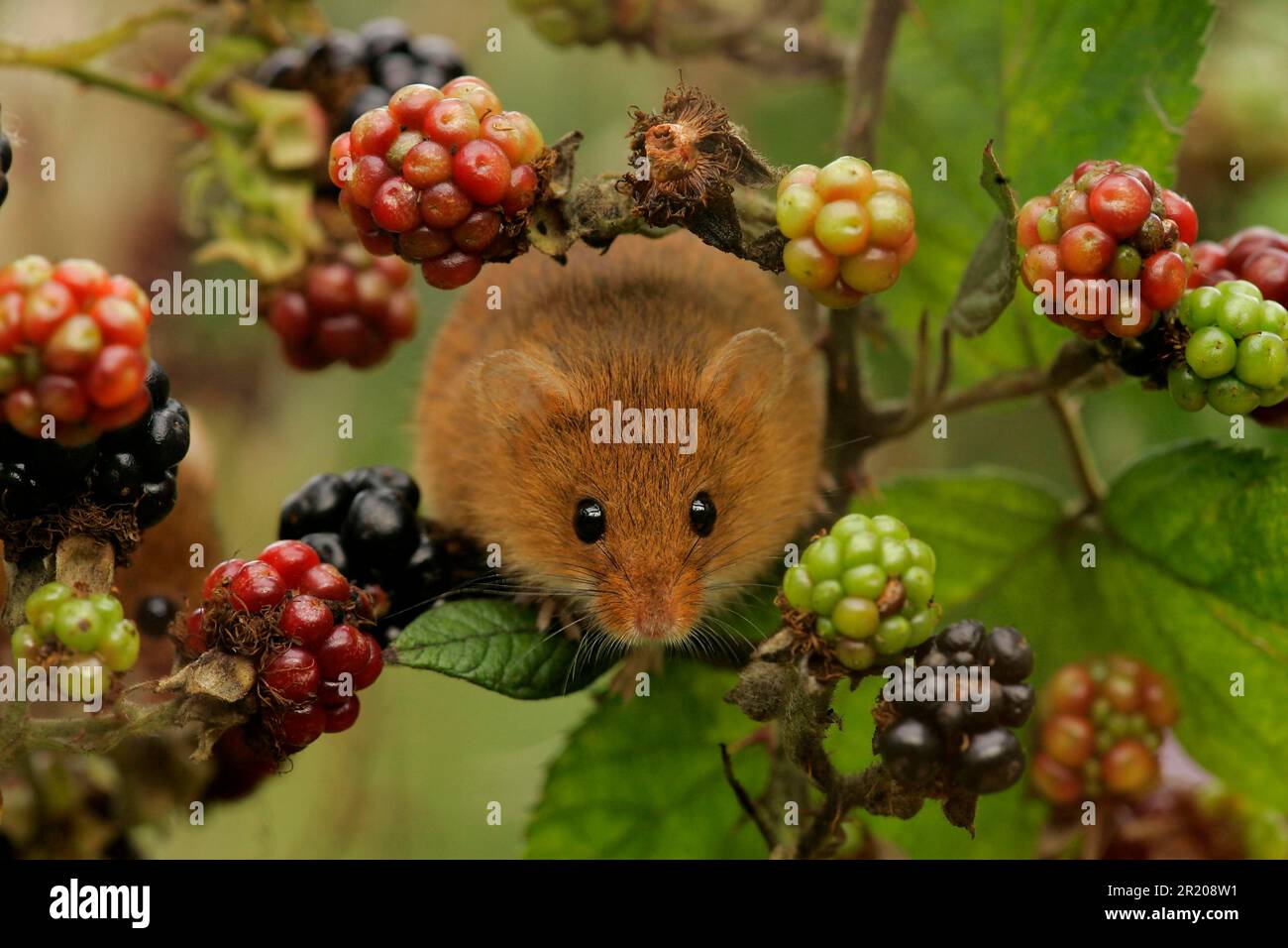 Harvest Mouse (Micromys minutus) adult, climbing in bramble, Yorkshire ...