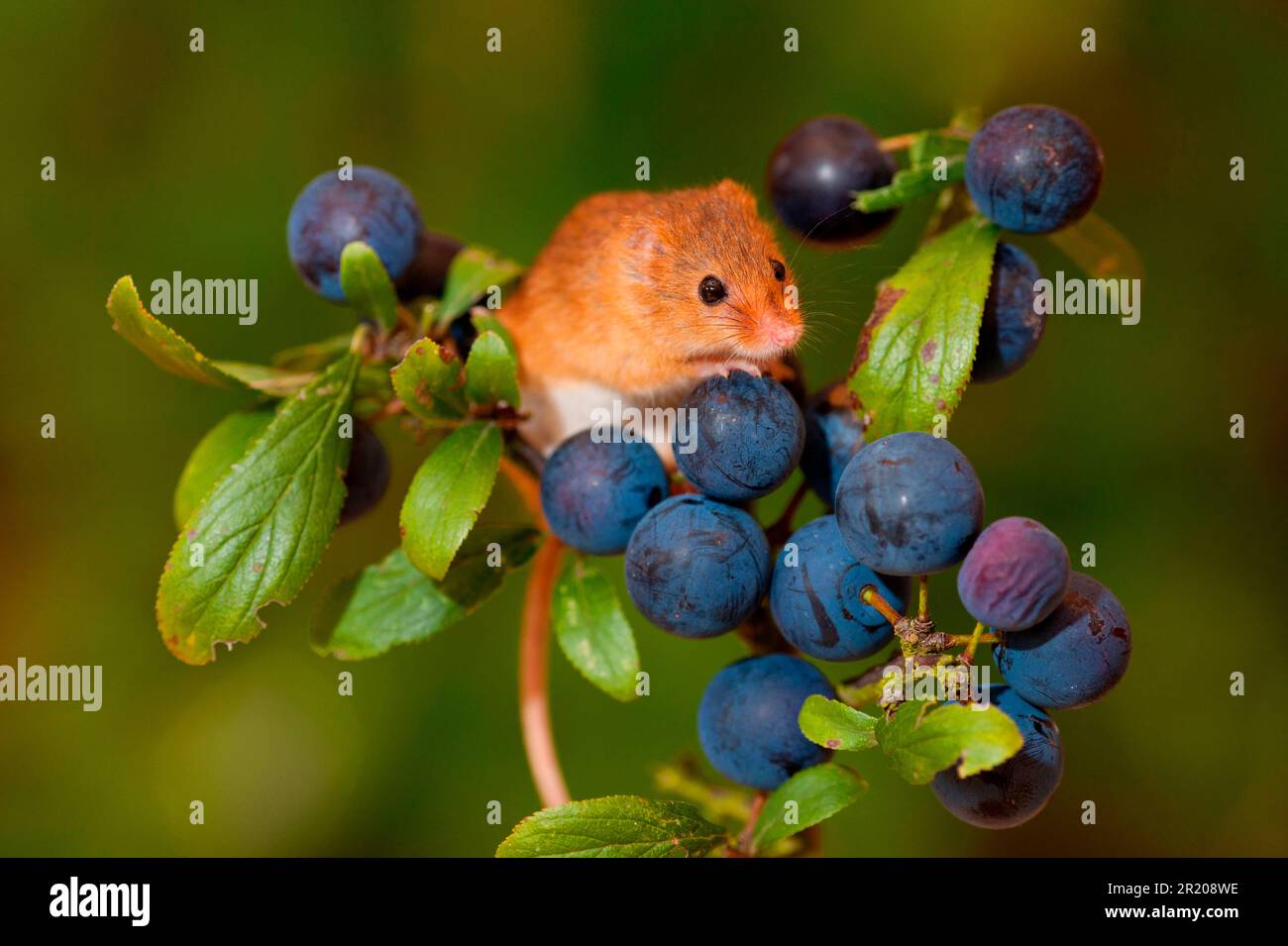 Dwarf Mouse, eurasian harvest mice (Micromys minutus), Mice, Mouse ...