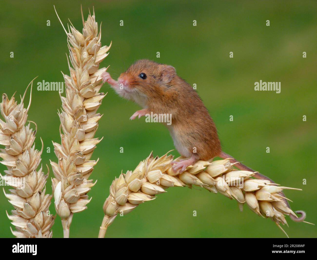 Dwarf Mouse, eurasian harvest mice (Micromys minutus), Mice, Mouse, Rodents, Mammals, Animals ...
