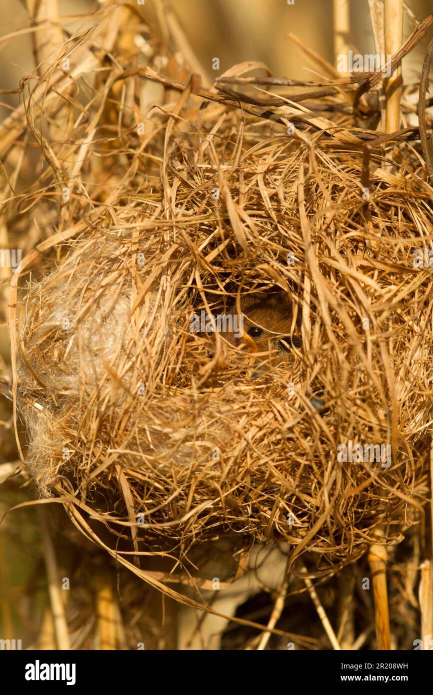 Dwarf Mouse, eurasian harvest mice (Micromys minutus), Mice, Mouse ...