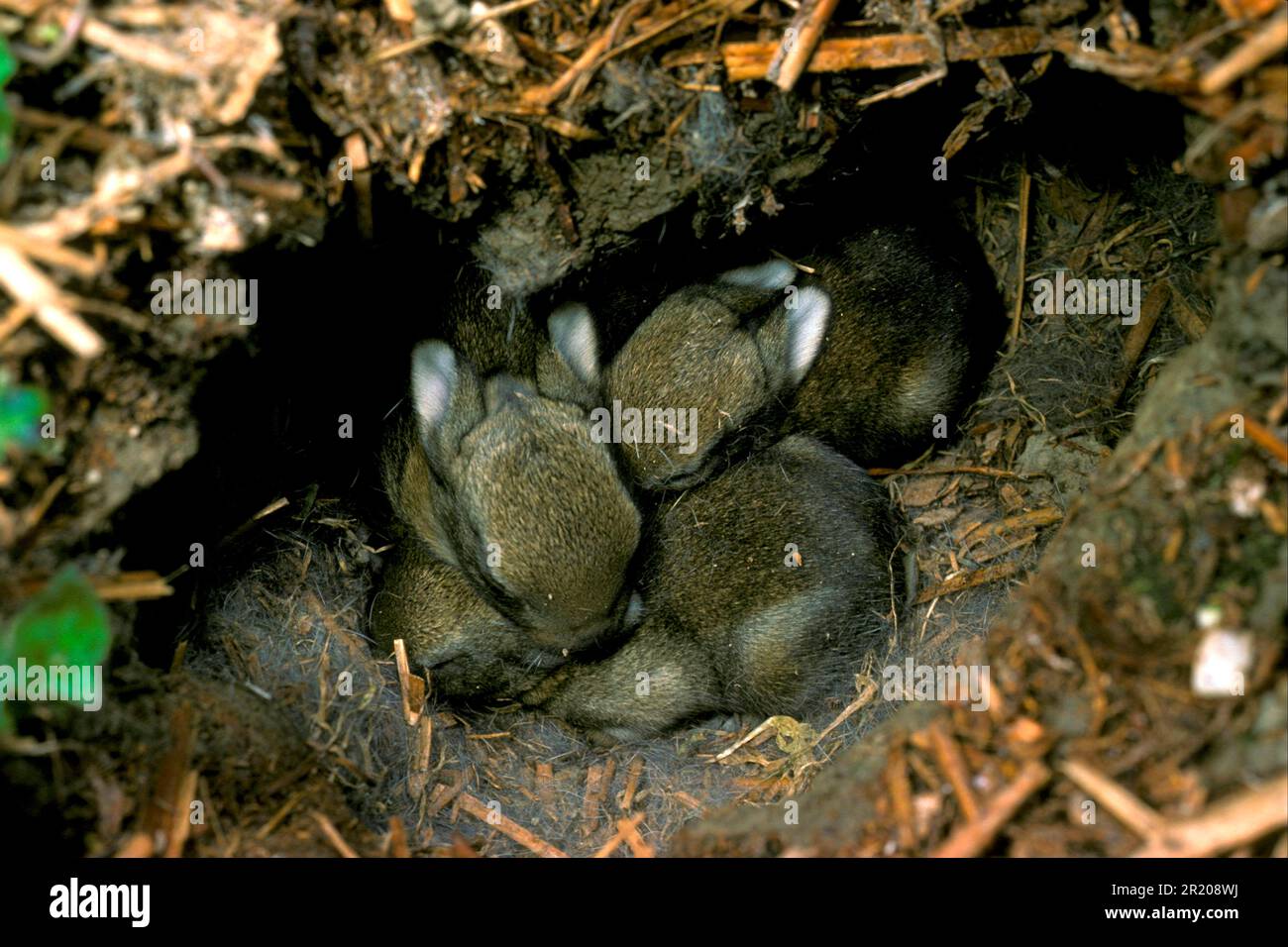 European rabbit (Oryctolagus cuniculus) Young in the nest Stock Photo ...