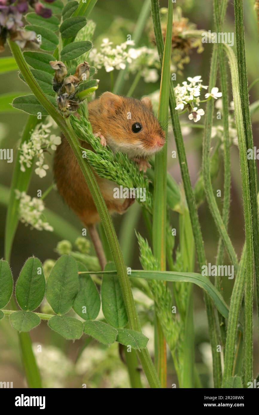Dwarf Mouse, eurasian harvest mice (Micromys minutus), mice, rodents ...
