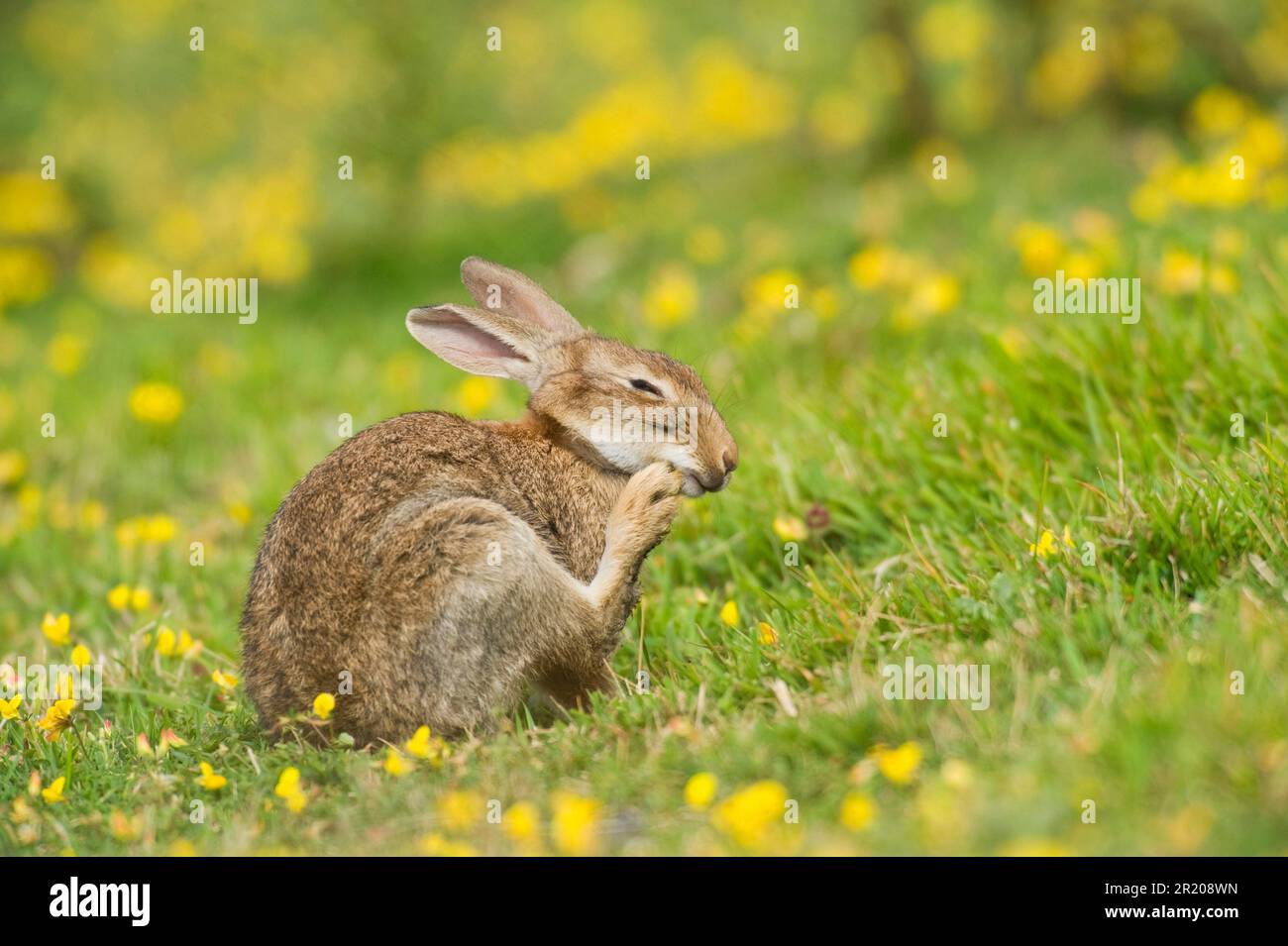European rabbit (Oryctolagus cuniculus) adult, low maintenance, sitting ...