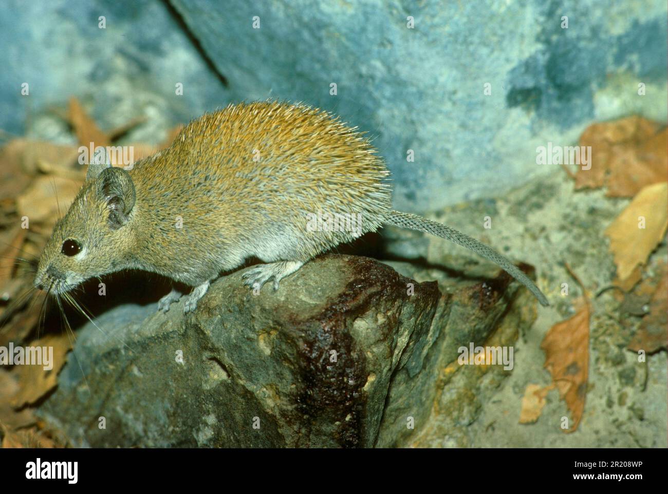 Golden Spiny Mouse, Golden Spiny Mice, Mice, Mouse, Rodents, Mammals ... Golden Spiny Mouse, Golden Spiny Mice, Mice, Mouse, Rodents, Mammals ...