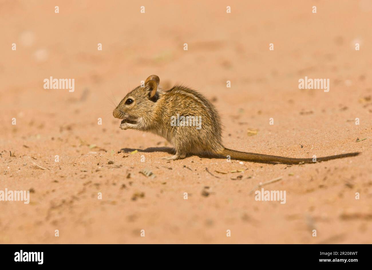 Four-striped Grass Mouse (Rhabdomys pumilio) adult, foraging on sand ...