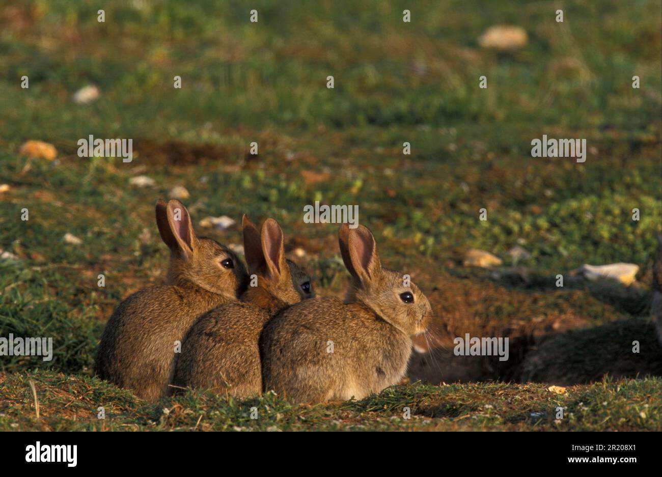 European rabbit (Oryctolagus cuniculus) Three young animals sitting in ...