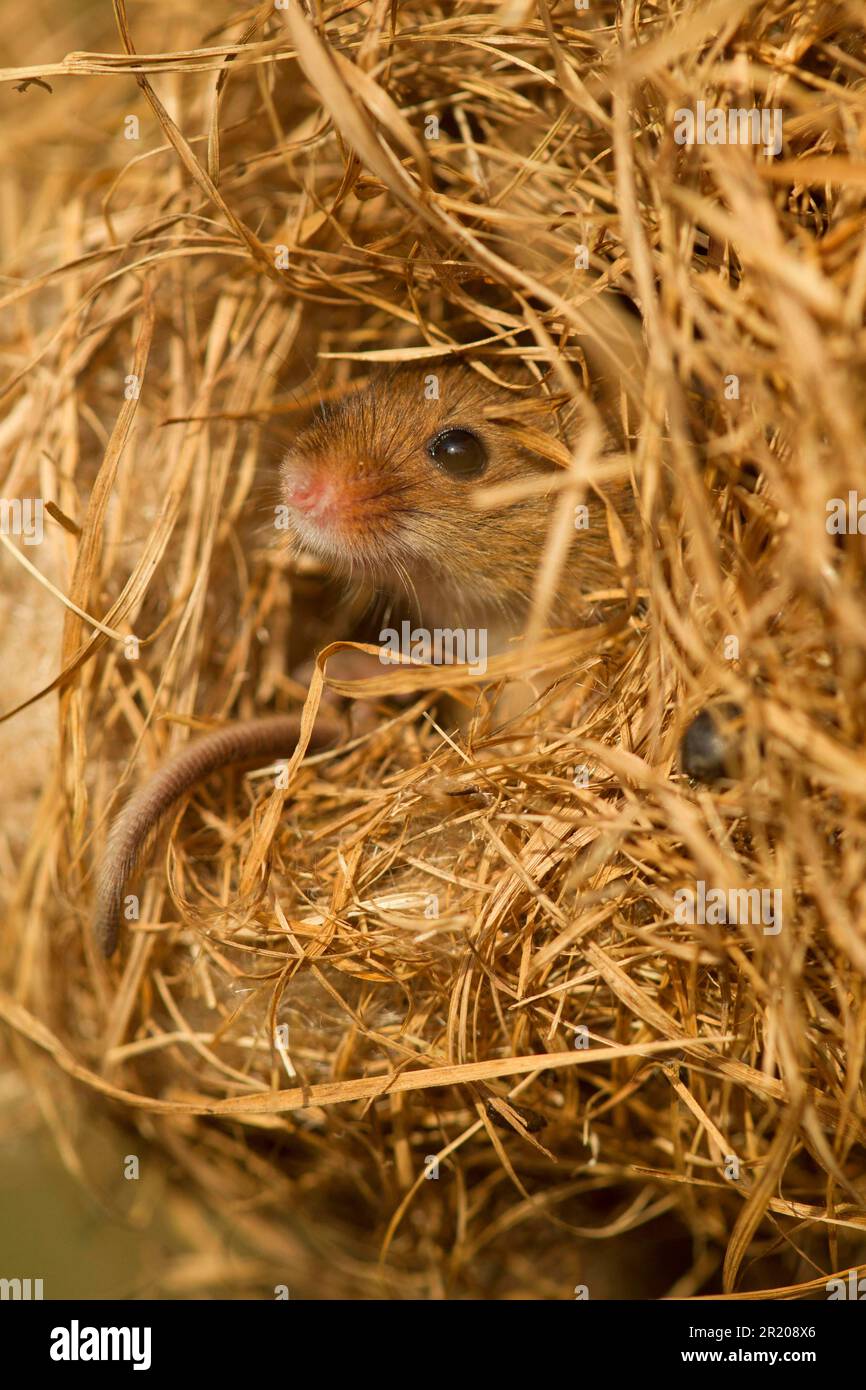 Dwarf Mouse, eurasian harvest mice (Micromys minutus), Mice, Mouse ...