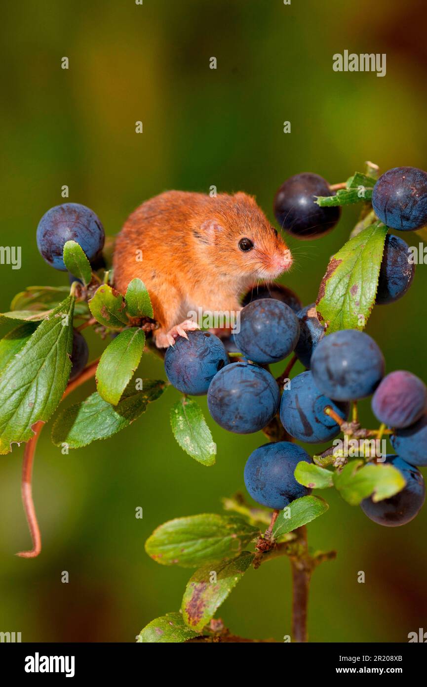 Dwarf Mouse, eurasian harvest mice (Micromys minutus), Mice, Mouse ...