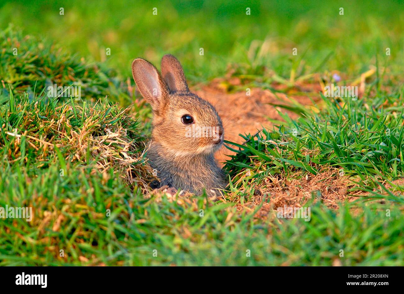 Pulborough brooks rspb hi-res stock photography and images - Alamy