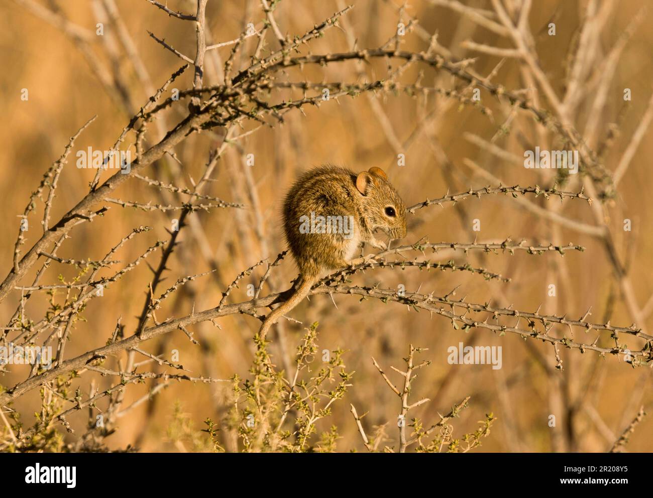 Desert mouse hi-res stock photography and images - Alamy