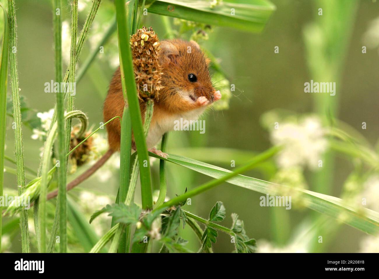 Dwarf Mouse, eurasian harvest mice (Micromys minutus), mice, mouse ...