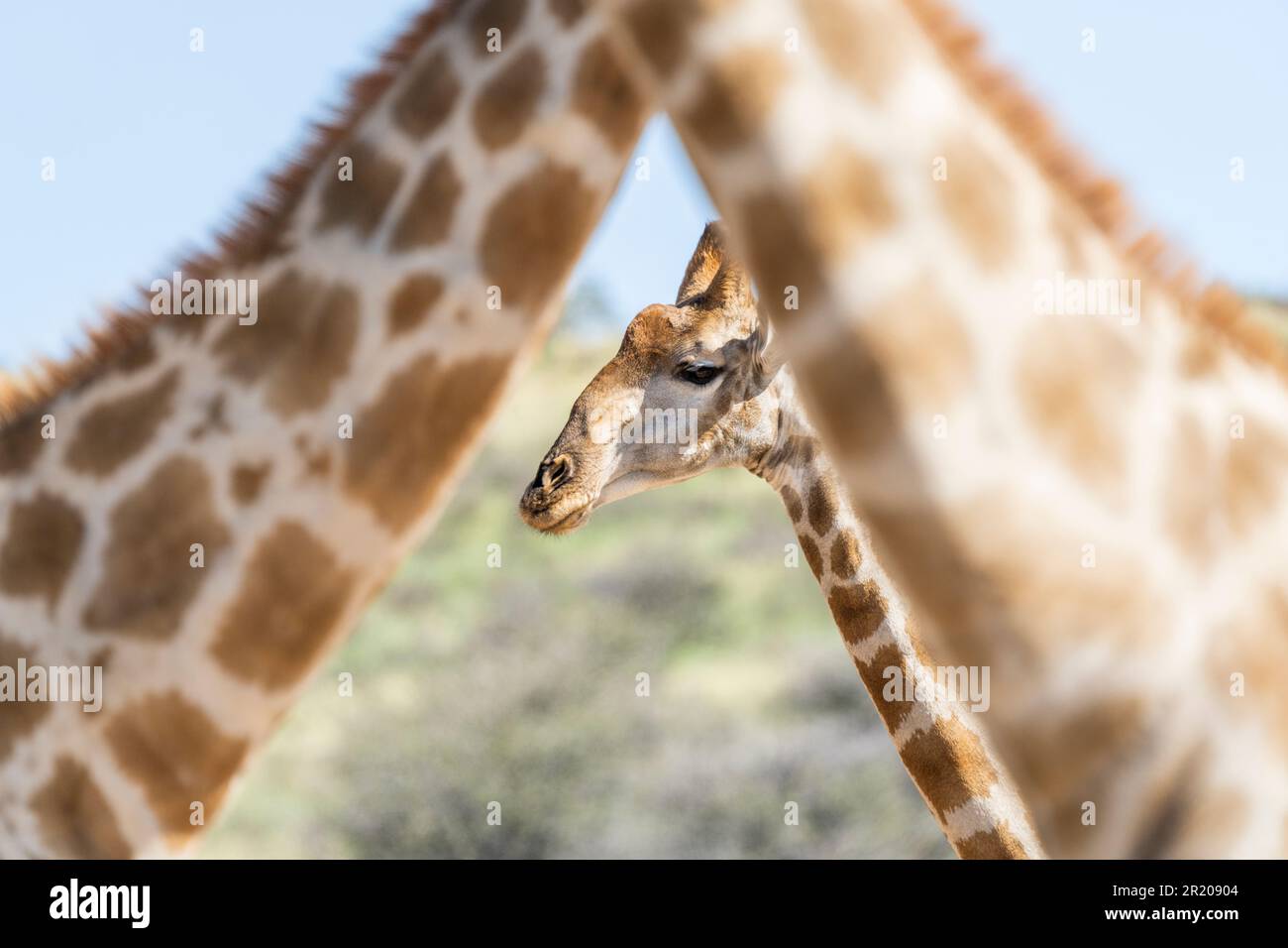 Giraffe necks, multiple giraffes framed in giraffe necks. Kalahari ...