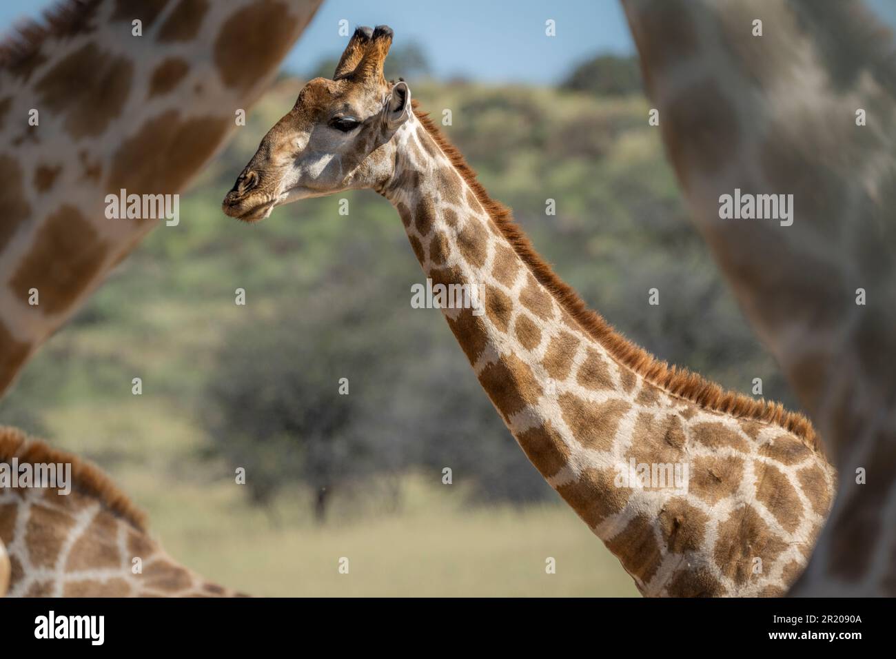 Giraffe necks, multiple giraffes framed in giraffe necks. Kalahari ...