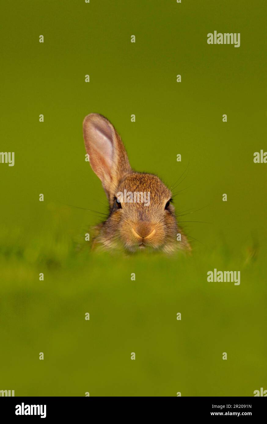 European Rabbit (Oryctolagus cuniculus) young, alert, with one ear ...