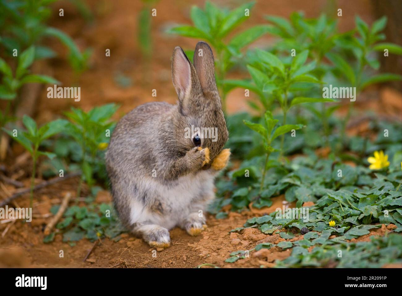 European Rabbit (Oryctolagus cuniculus) young, grooming, sitting under ...