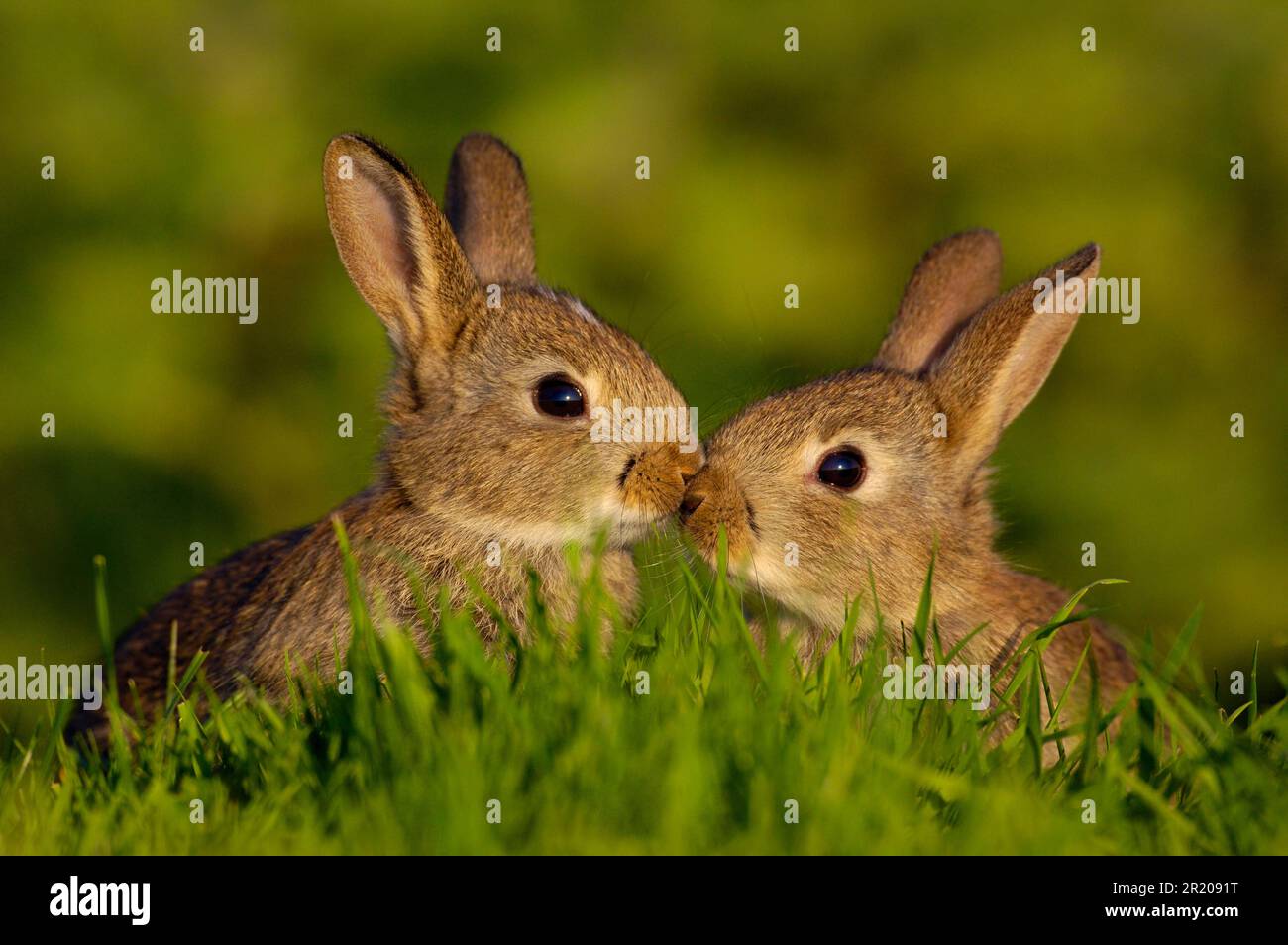 European Rabbit (Oryctolagus cuniculus) young, touching noses, sitting ...