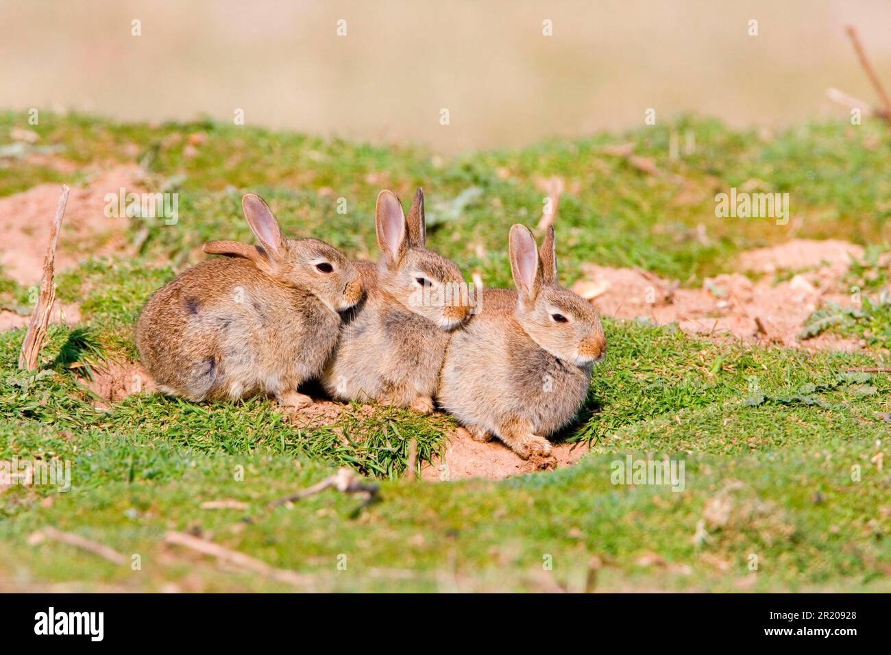 European Rabbit (Oryctolagus cuniculus) three babies, sitting outside ...