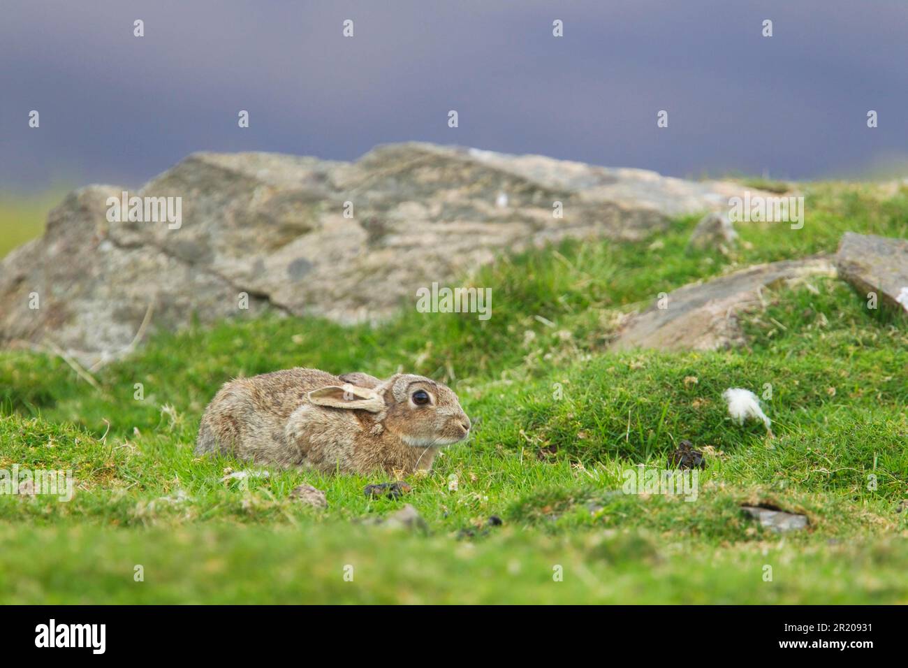 Adult european rabbit (Oryctolagus cuniculus), kept low to avoid ...