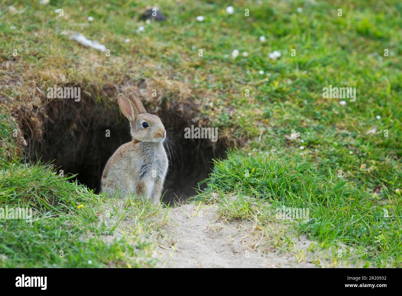 European rabbit (Oryctolagus cuniculus), juvenile, sitting at burrow ...