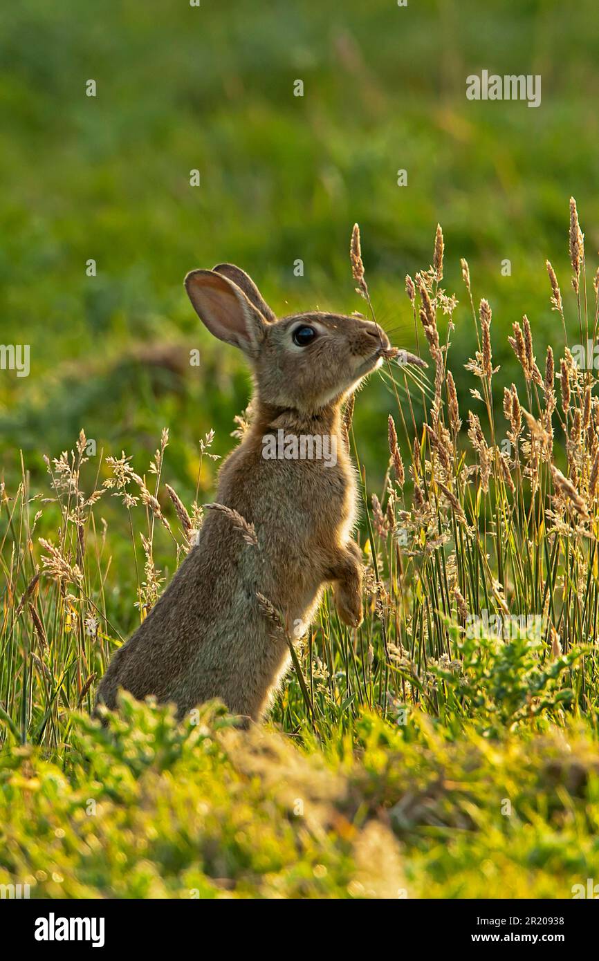 Rabbit standing on hind legs hi-res stock photography and images - Alamy