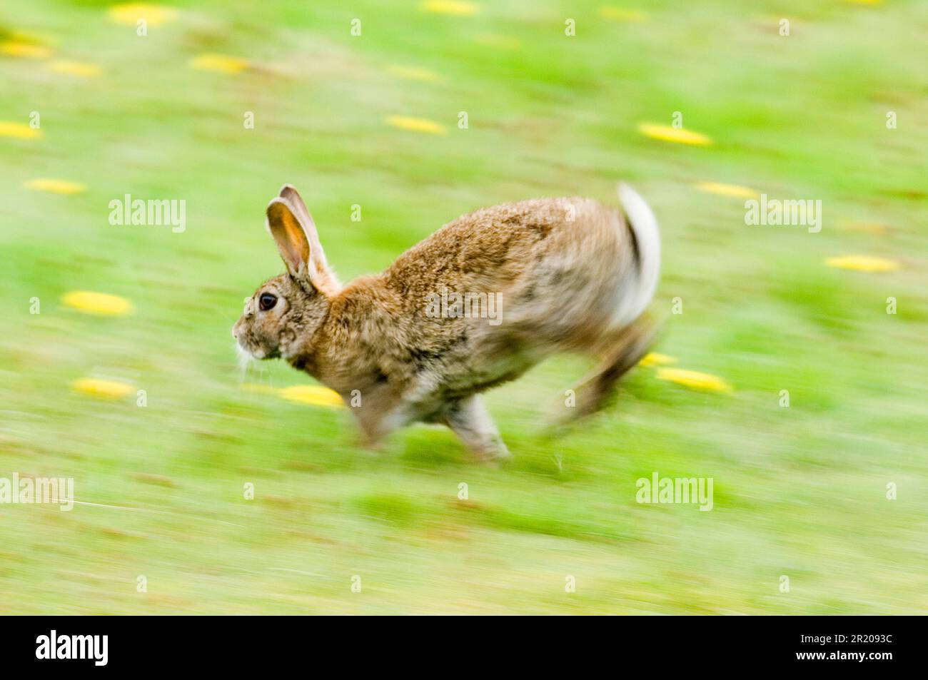 Adult motion hi-res stock photography and images - Alamy