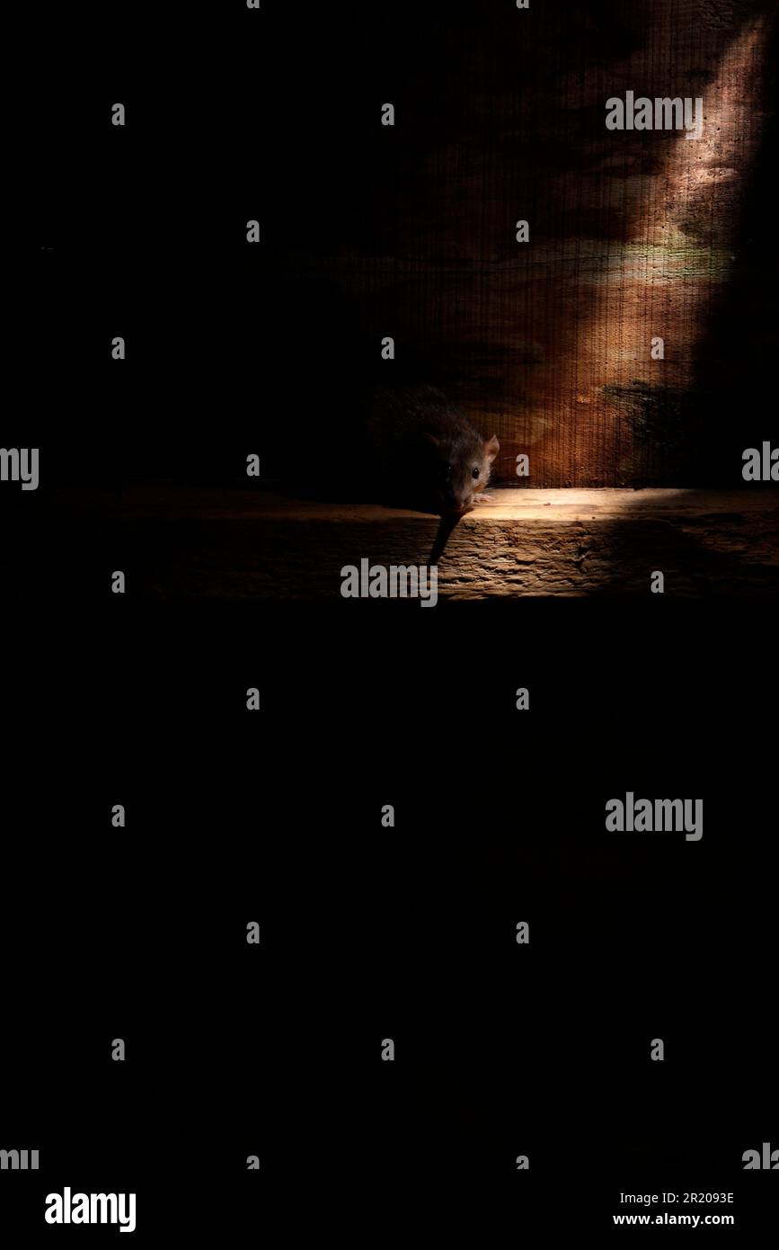 Brown brown rat (Rattus norvegicus) adult, standing in light well ...