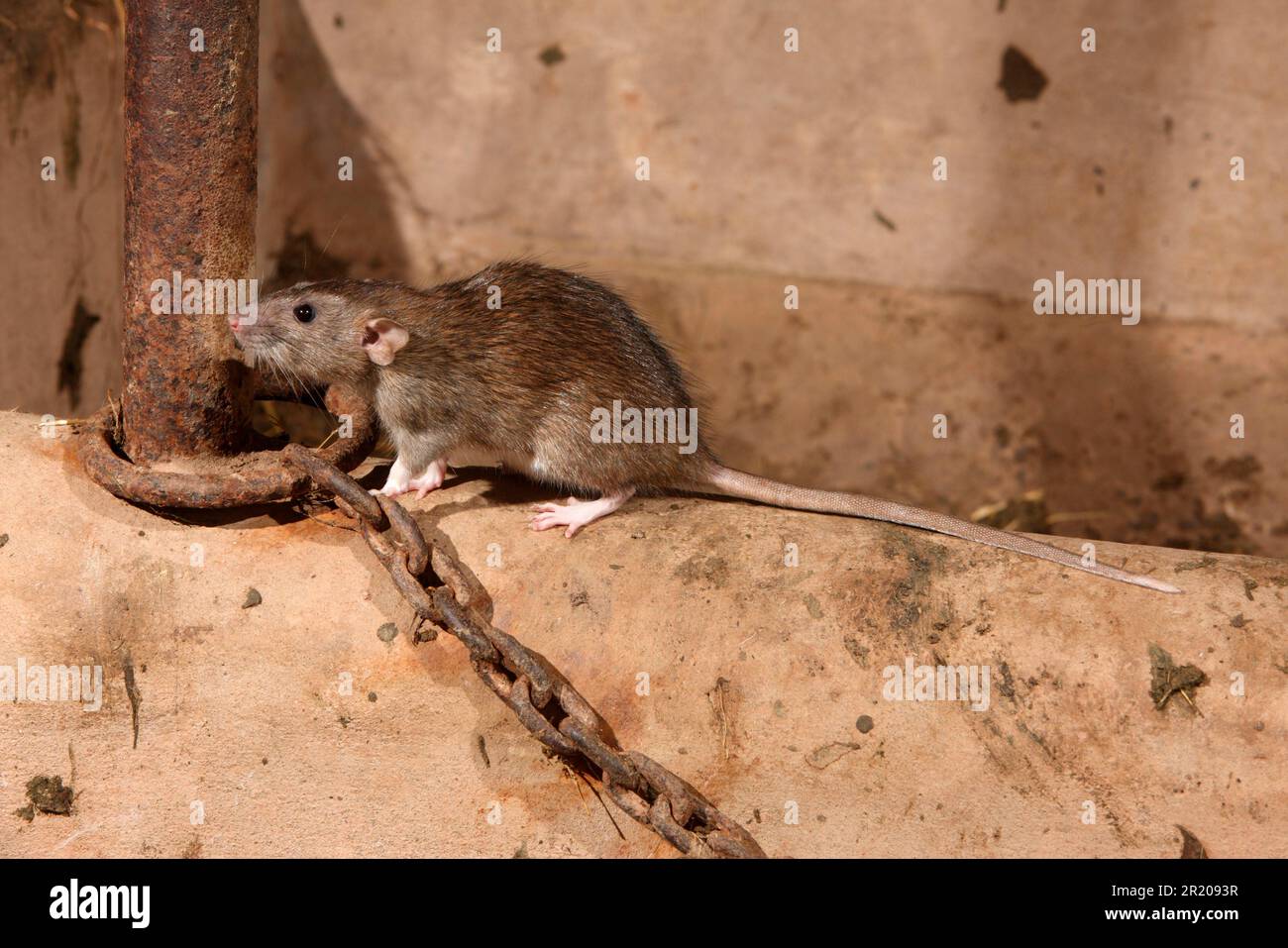 Brown brown rat (Rattus norvegicus) adult, standing next to rusty metal ...