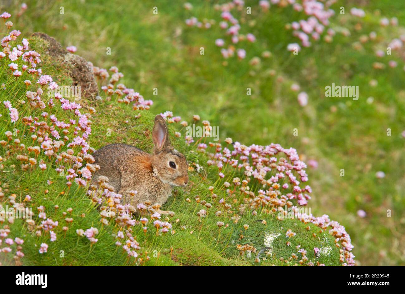 Adult european rabbit (Oryctolagus cuniculus) sitting amongst sea ...