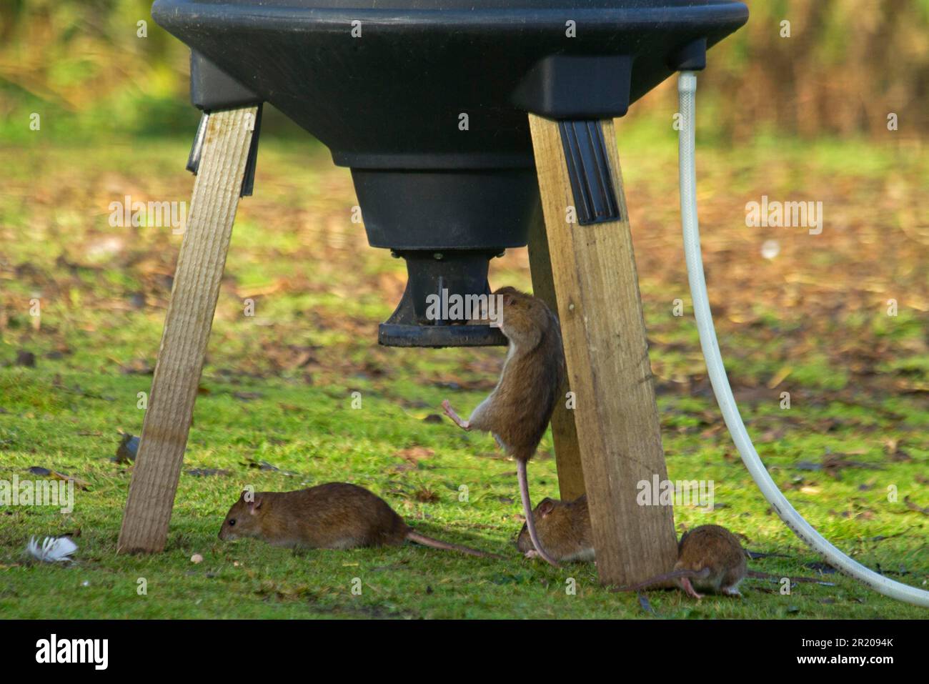 Brown Rat (Rattus norvegicus) four adults, feeding at pheasant feeder ...