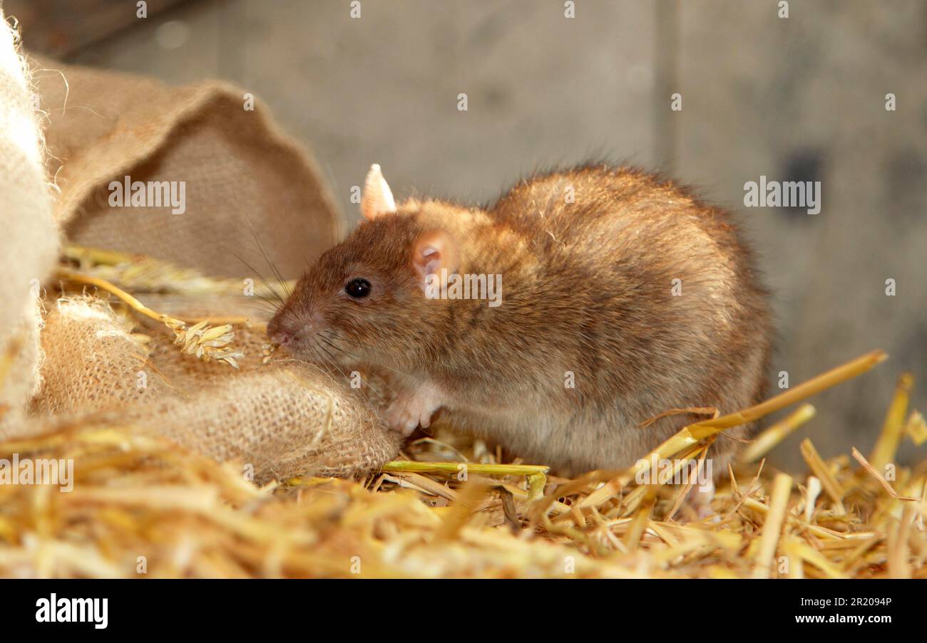 Norway rat, brown rat (Rattus norvegicus), rodents, rat, rats, mammals ...