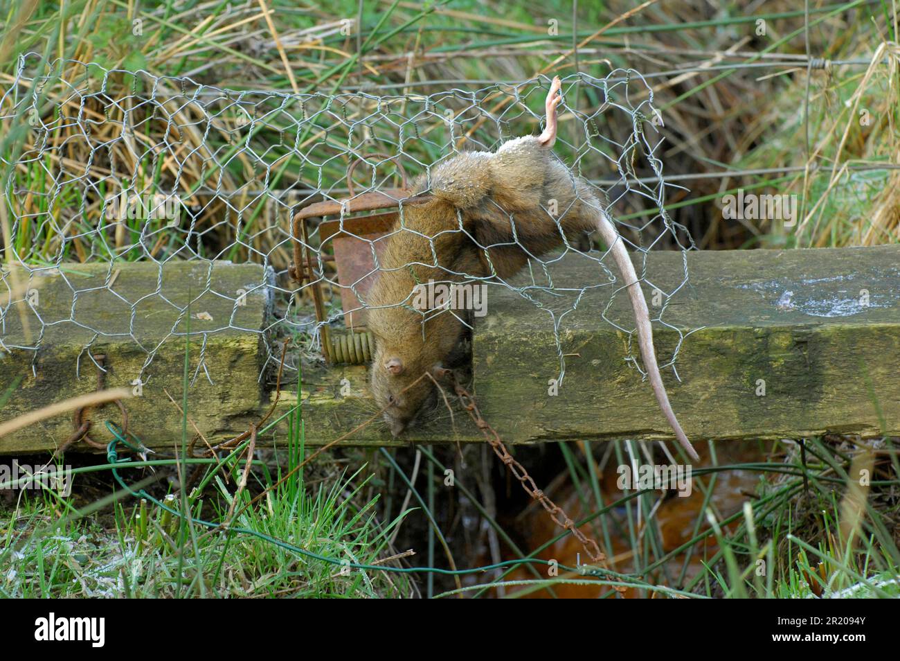 Norway rat, brown rat (Rattus norvegicus), rodents, rat, rats, mammals ...